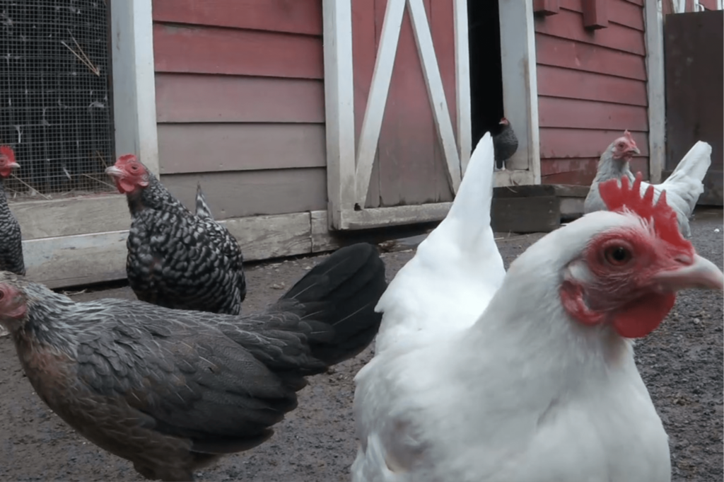 Bantam Chicken – Utica Zoo