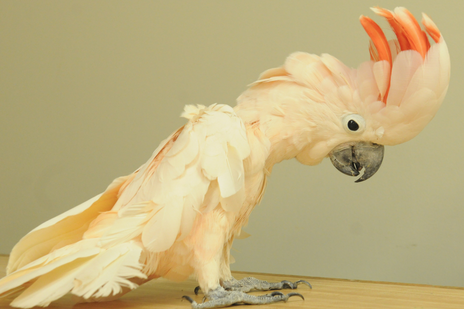 Moluccan Cockatoo – Utica Zoo