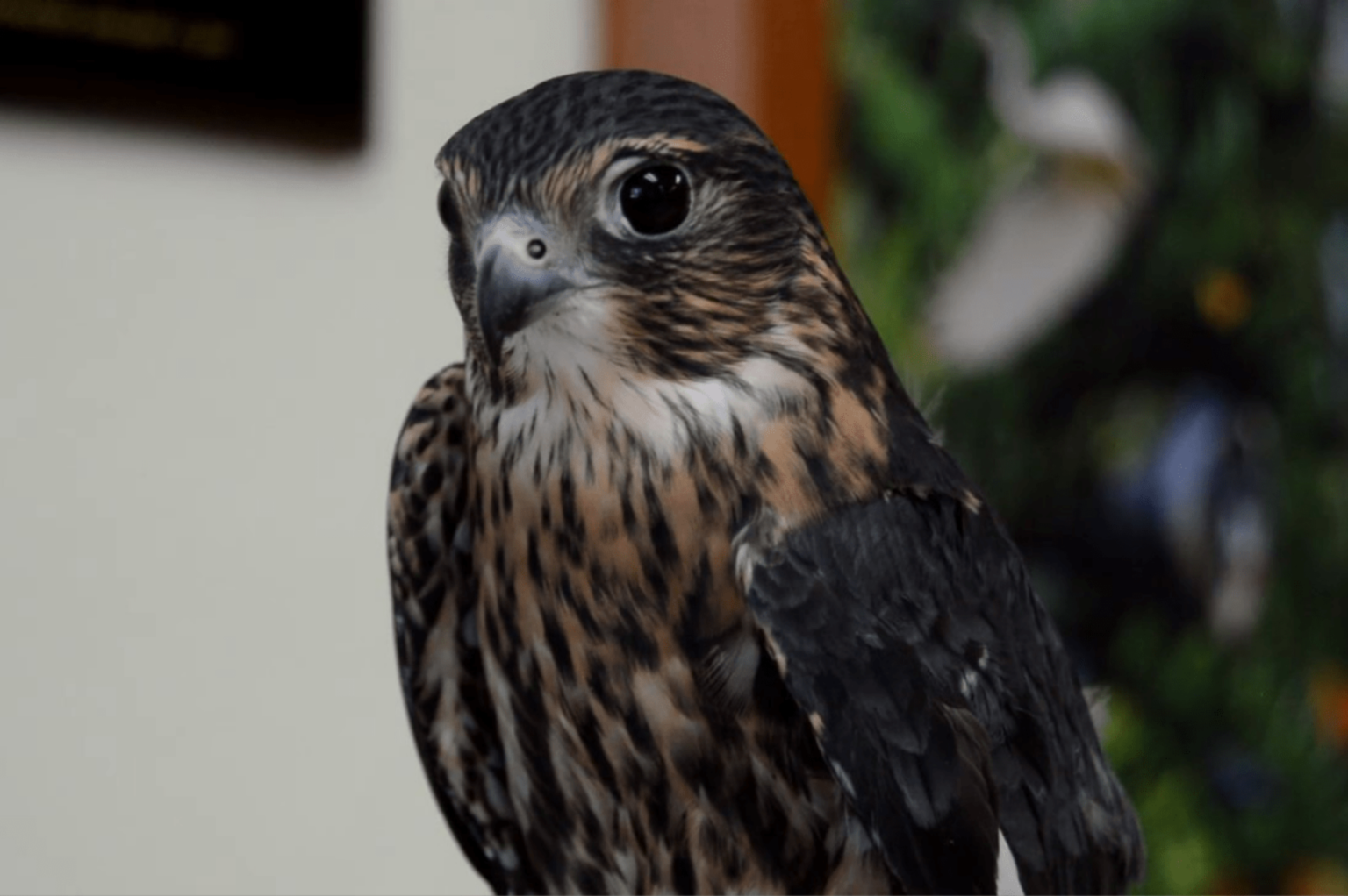 Merlin – Utica Zoo