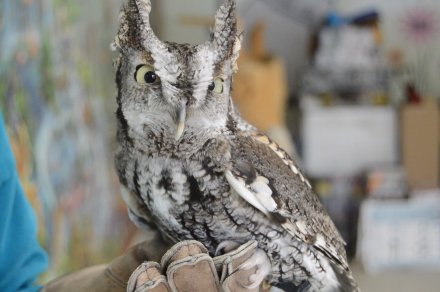Eastern Screech Owl – Utica Zoo