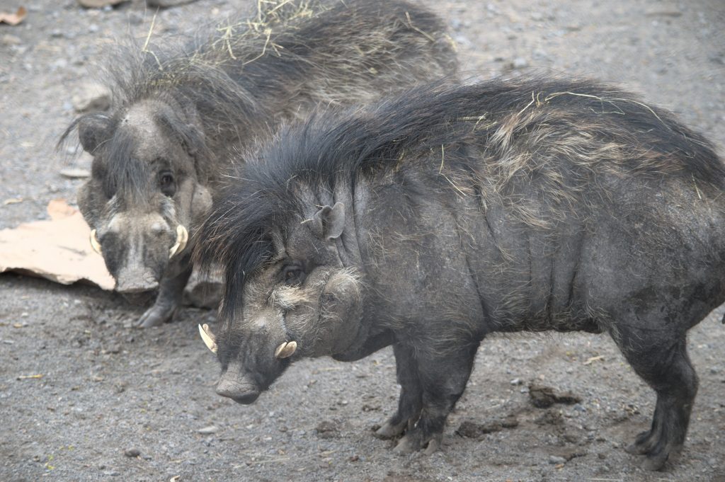 Visayan Warty Pig – Utica Zoo