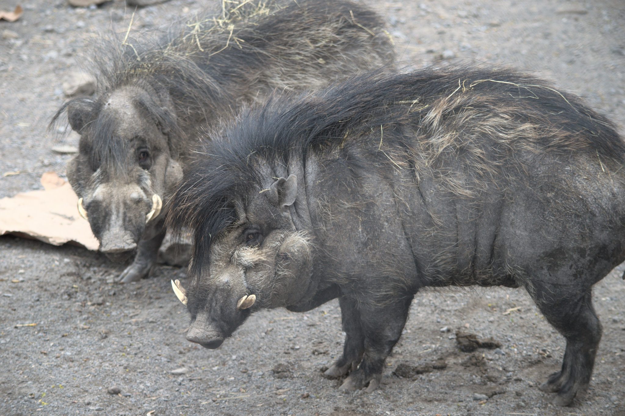 Visayan Warty Pig – Utica Zoo