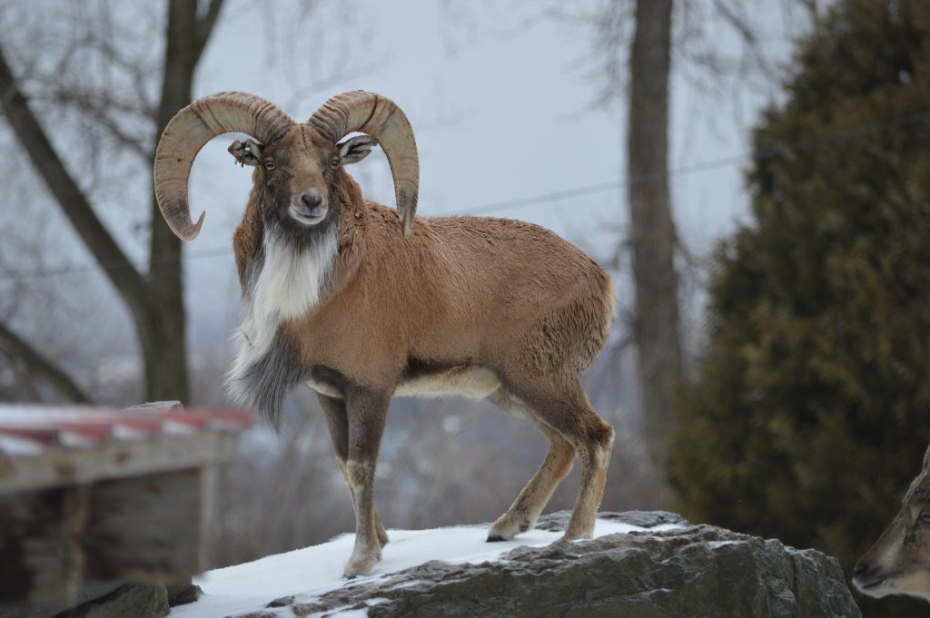 Transcaspian Urial – Utica Zoo