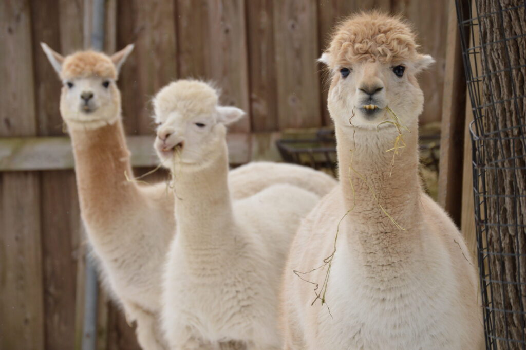 Alpaca – Utica Zoo