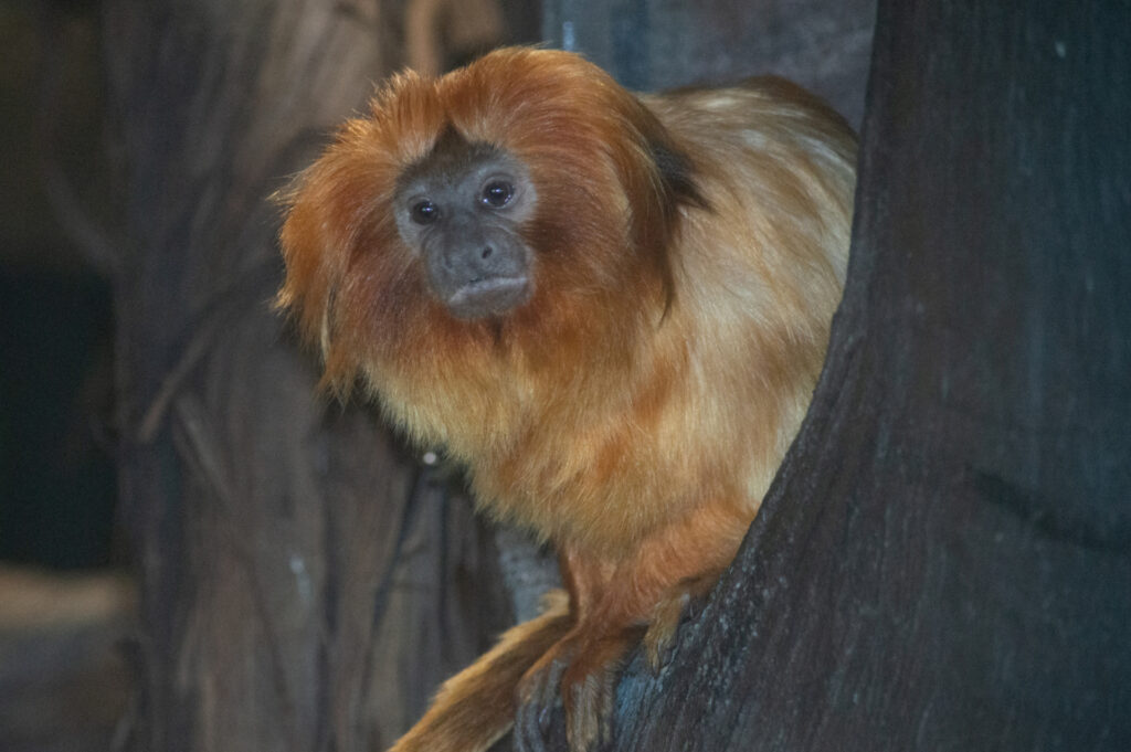 Golden Lion Tamarin – Utica Zoo