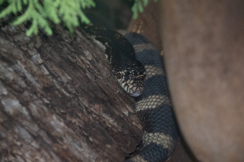 Pine Snake – Utica Zoo