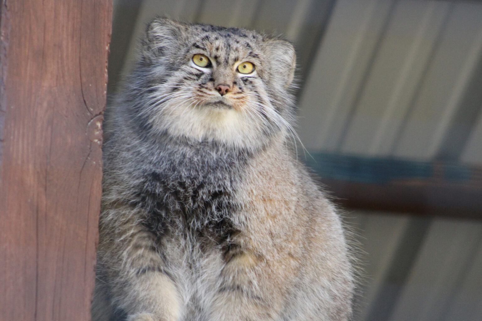 Pallas’s Cat – Utica Zoo