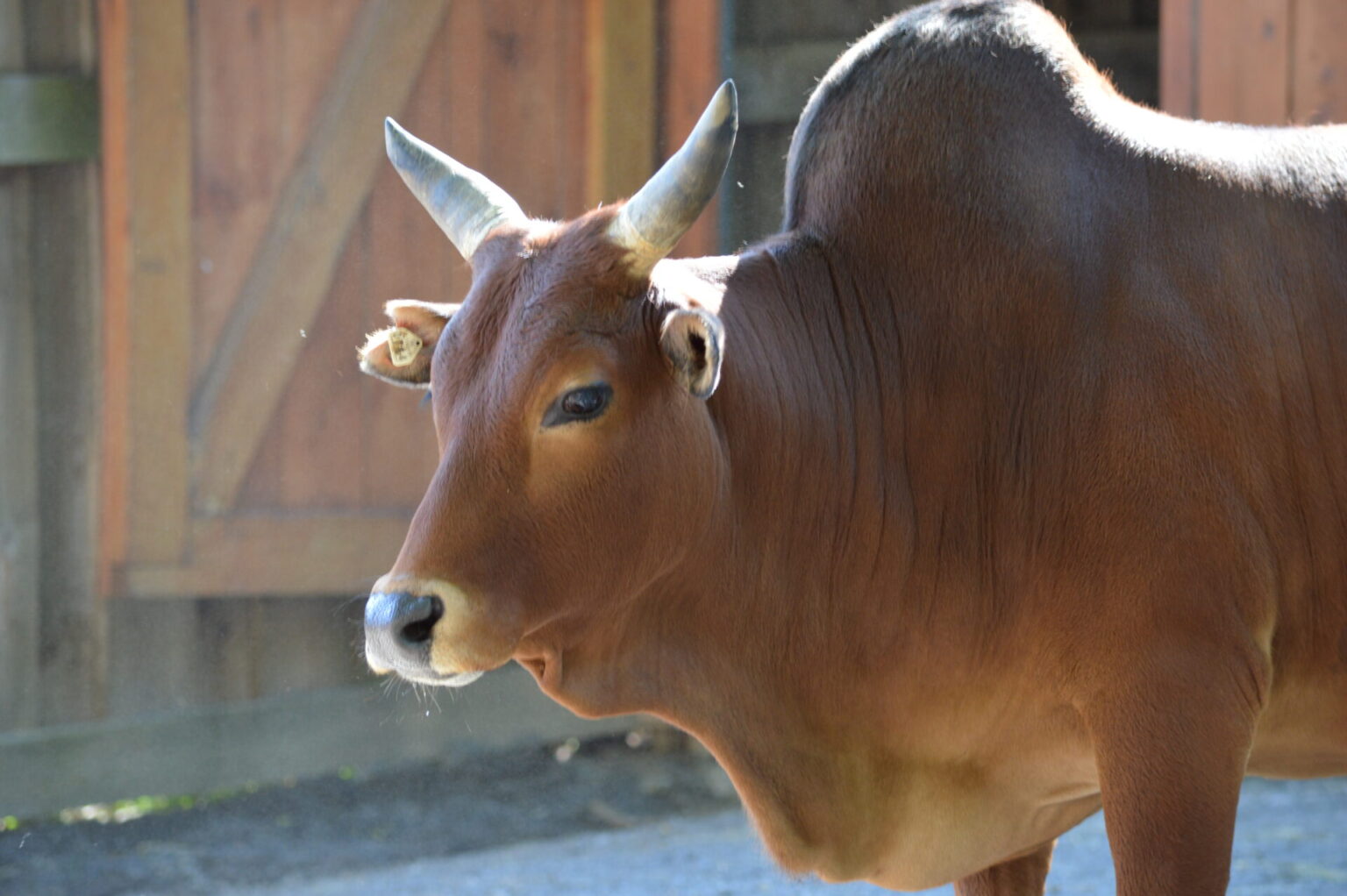 Zebu – Utica Zoo