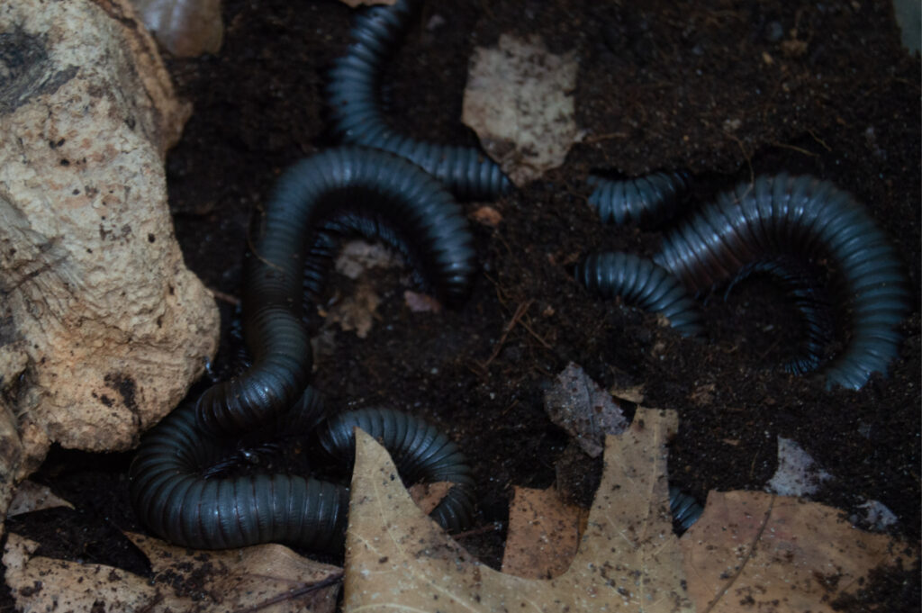Giant African Millipede – Utica Zoo