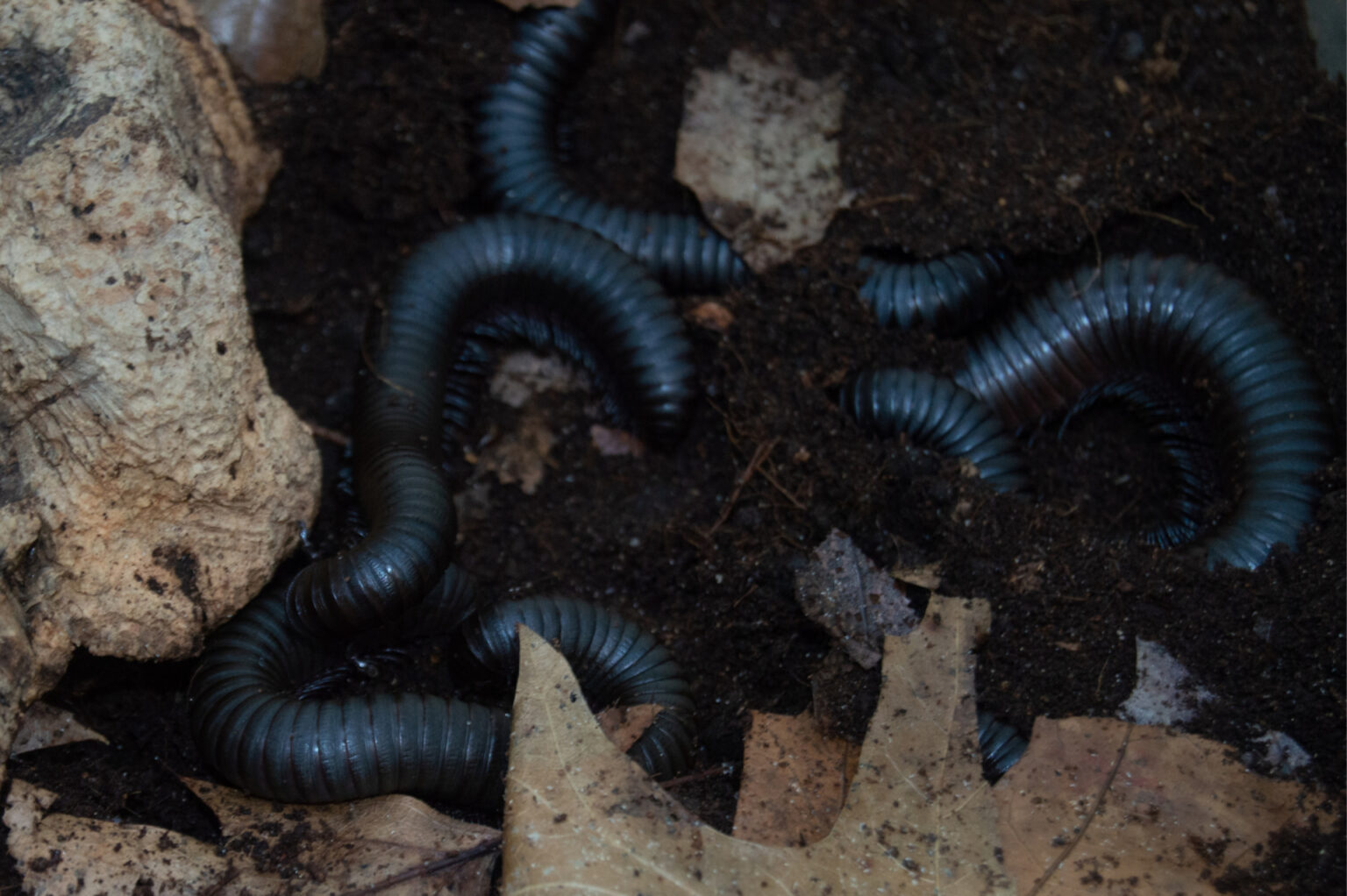 Giant African Millipede – Utica Zoo