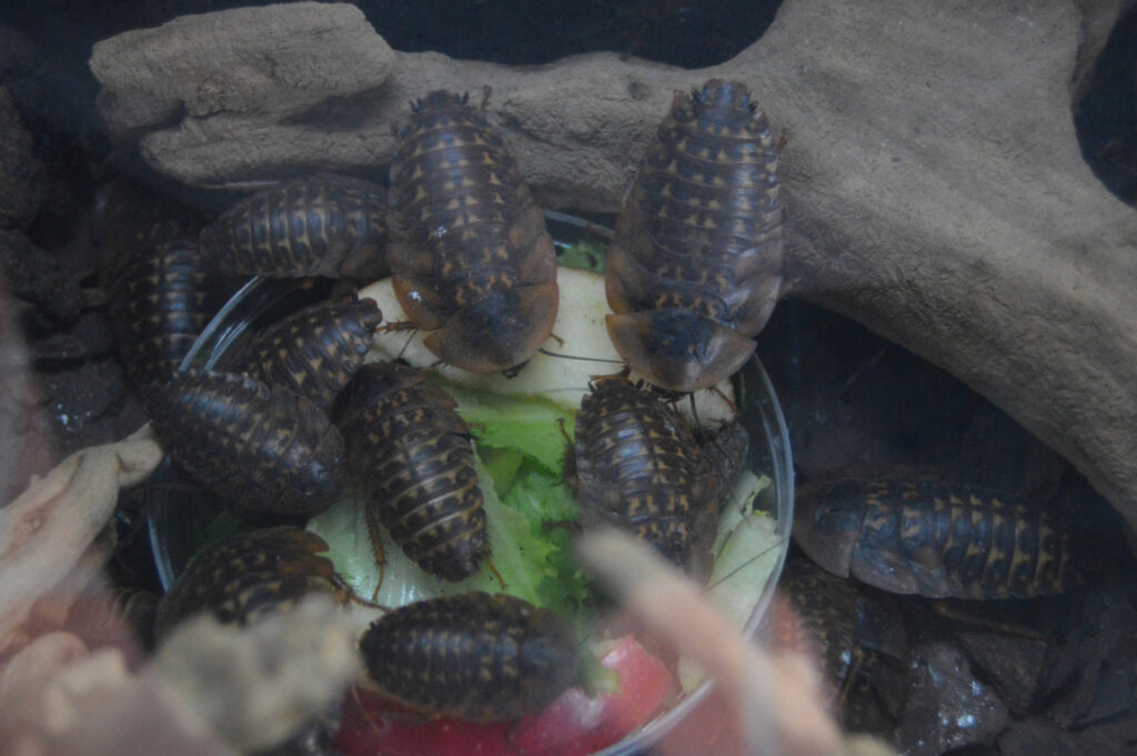 Brazilian Flying Cockroach – Utica Zoo