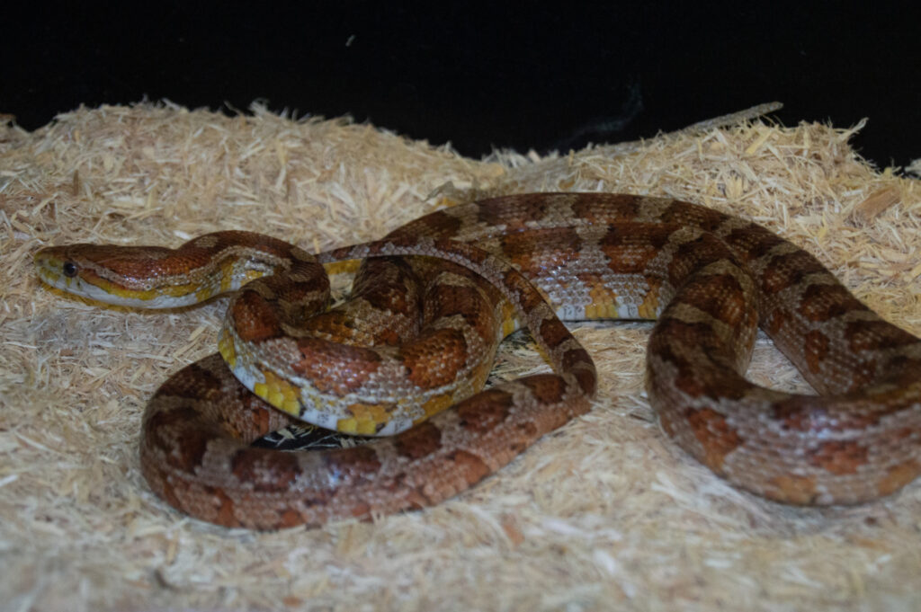Corn Snake – Utica Zoo