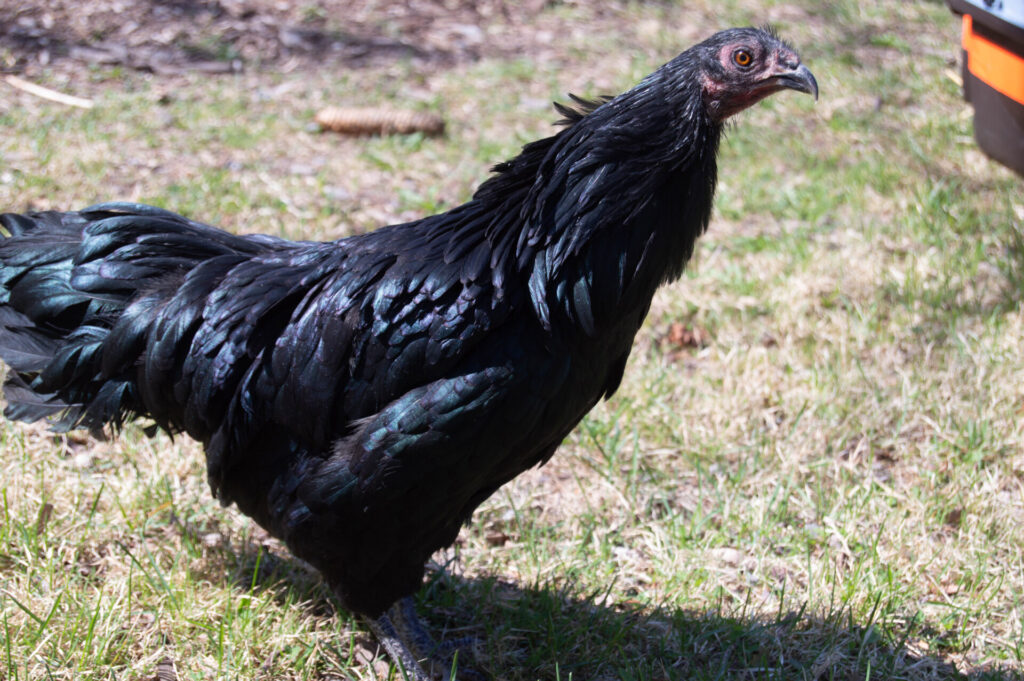 Sumatran Chicken – Utica Zoo