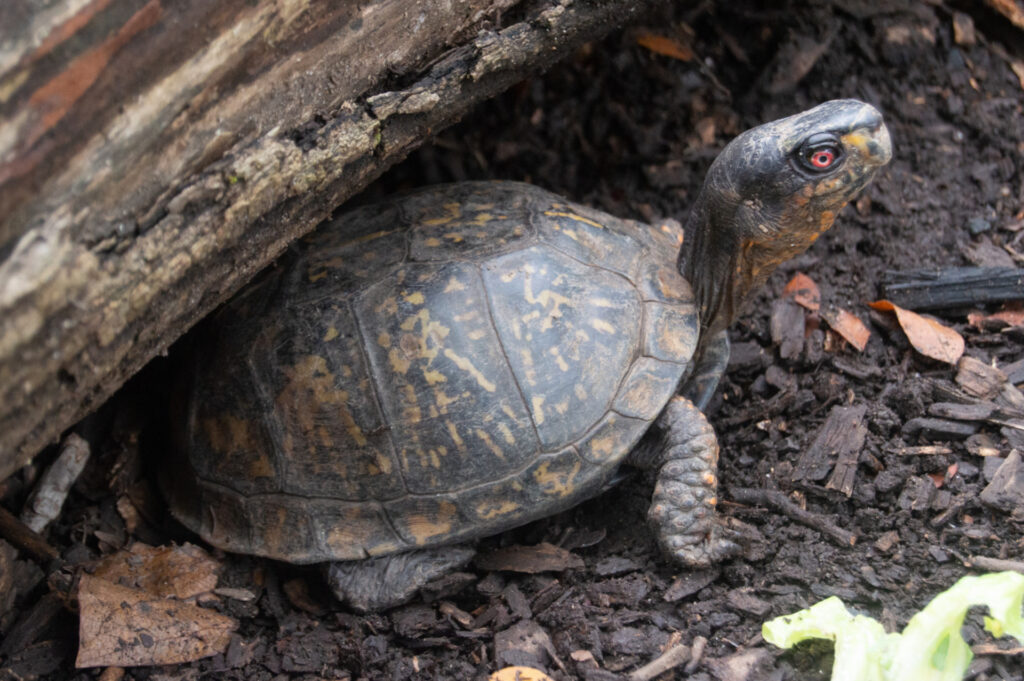 Eastern Box Turtle – Utica Zoo