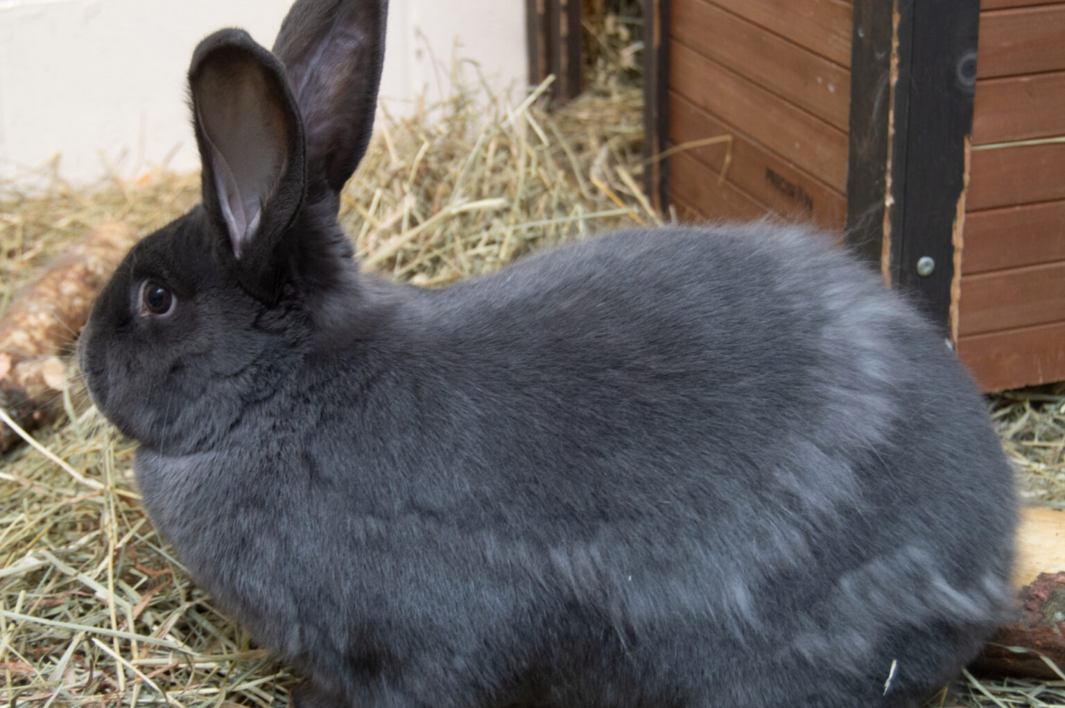 Flemish Giant Rabbit – Utica Zoo