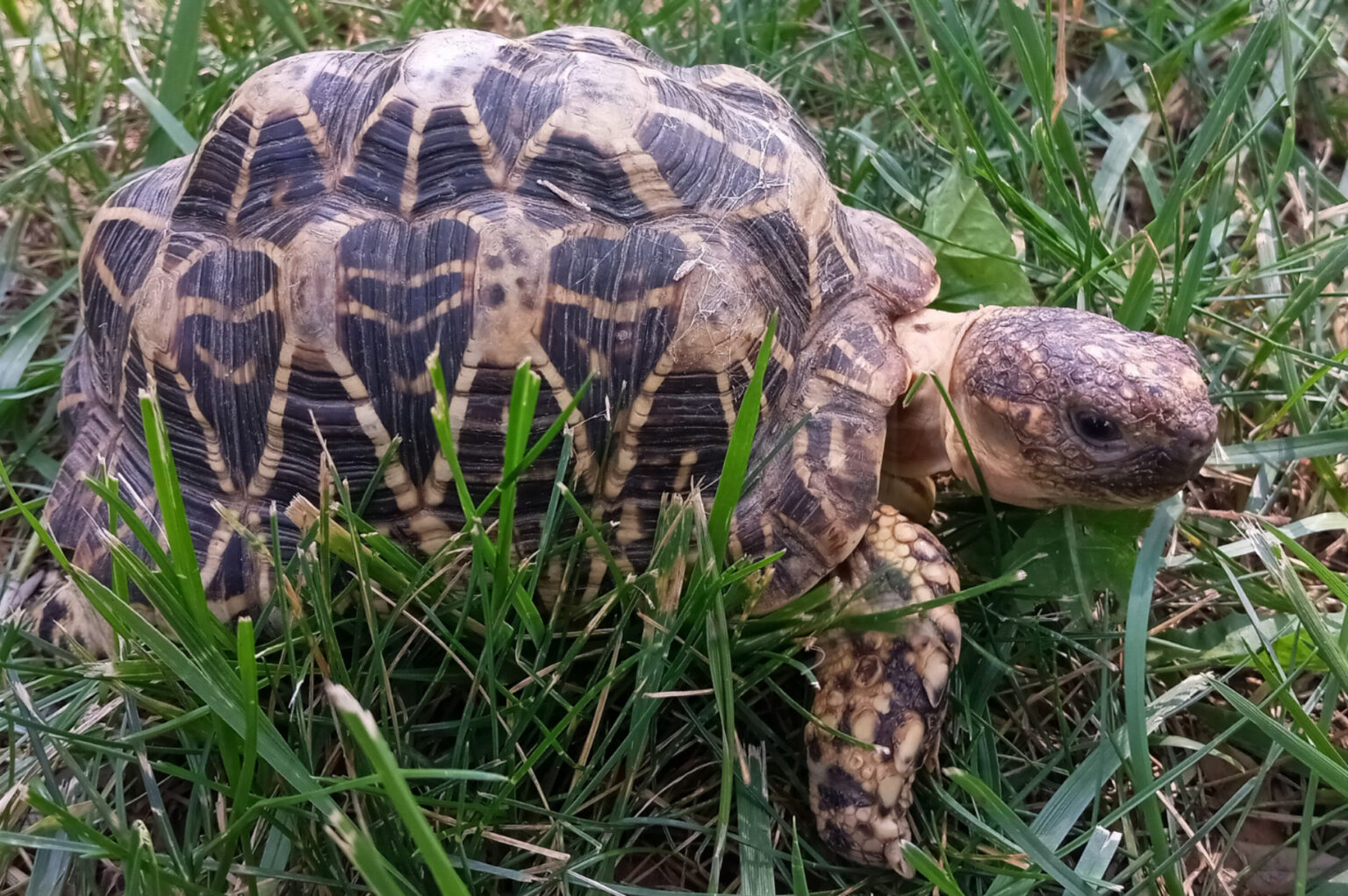 Indian Star Tortoise – Utica Zoo