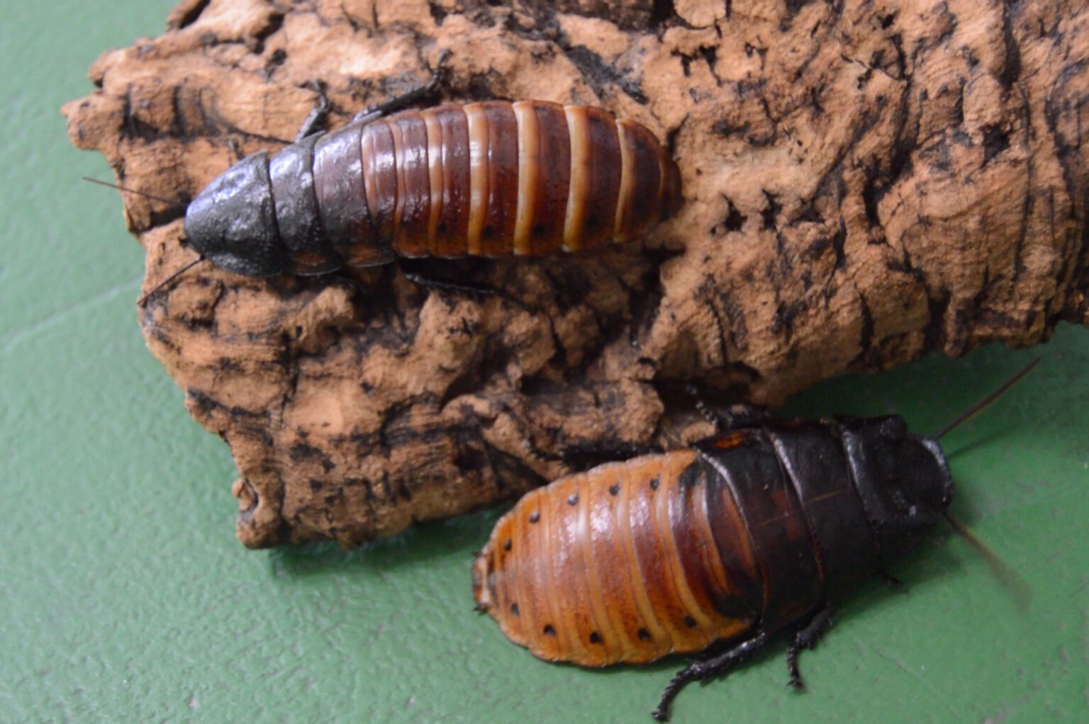 Madagascar Hissing Cockroach – Utica Zoo