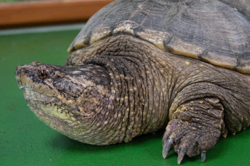 Common Snapping Turtle – Utica Zoo