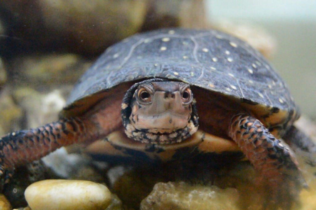 Spotted Turtle – Utica Zoo