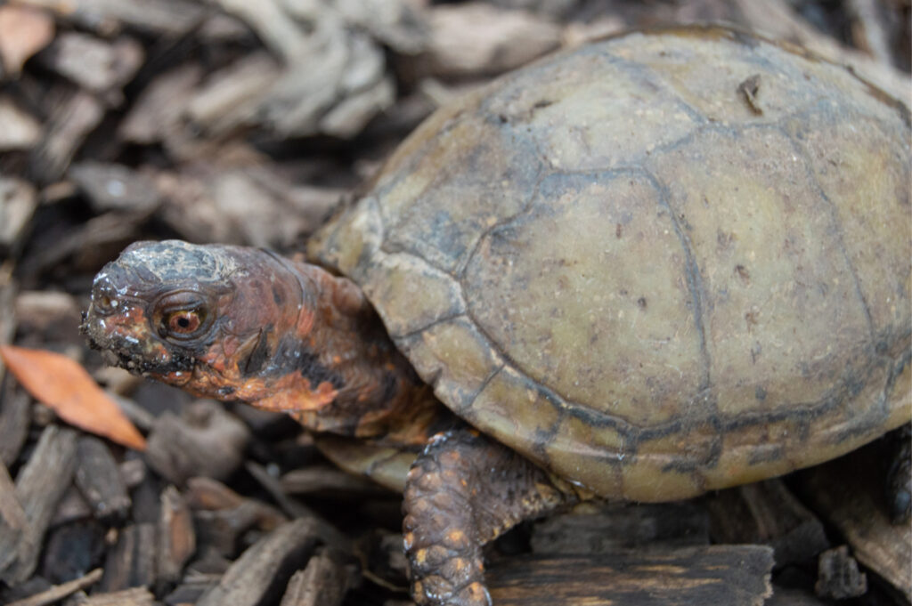Three-Toed Box Turtle – Utica Zoo