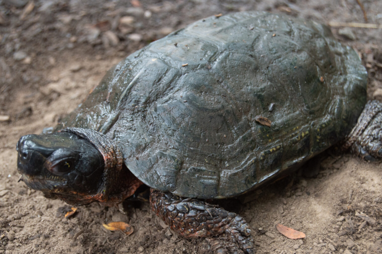 Wood Turtle – Utica Zoo