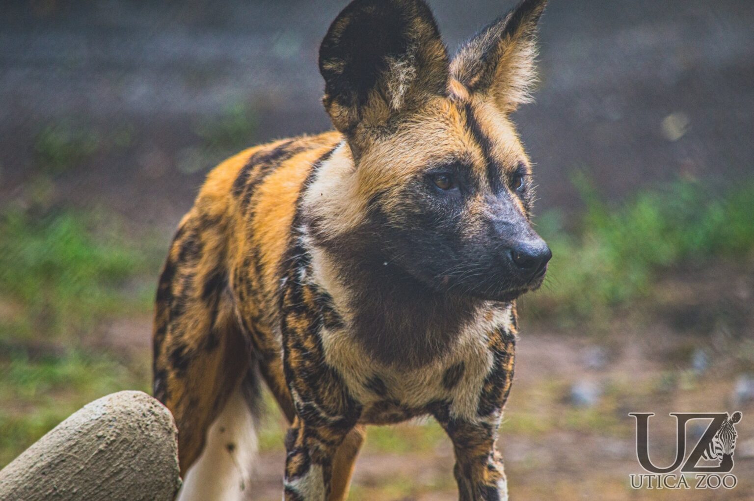 African Painted Dog – Utica Zoo