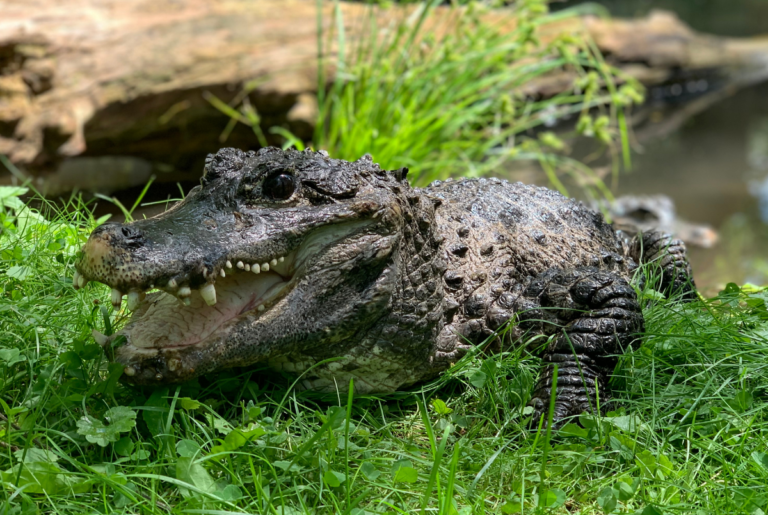 Chinese Alligator – Utica Zoo