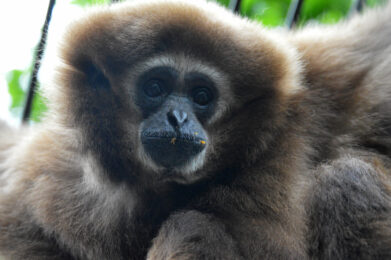 White-Handed Gibbon – Utica Zoo
