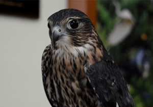 Ambassador Animals – Utica Zoo