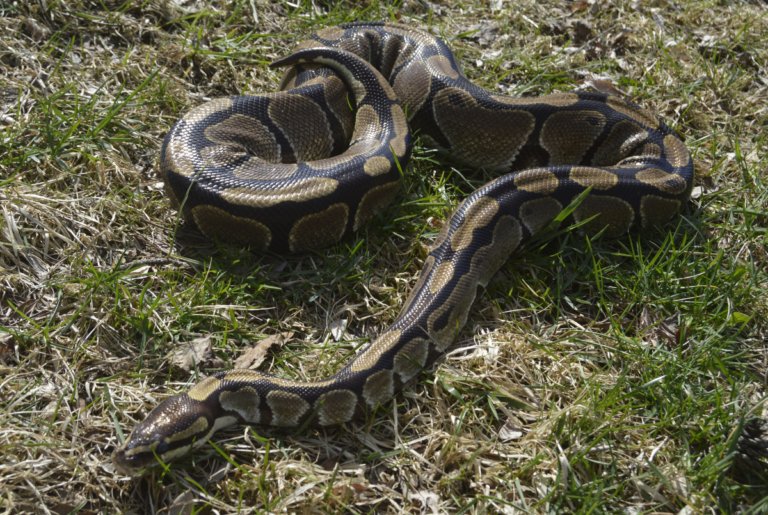 Ball Python – Utica Zoo