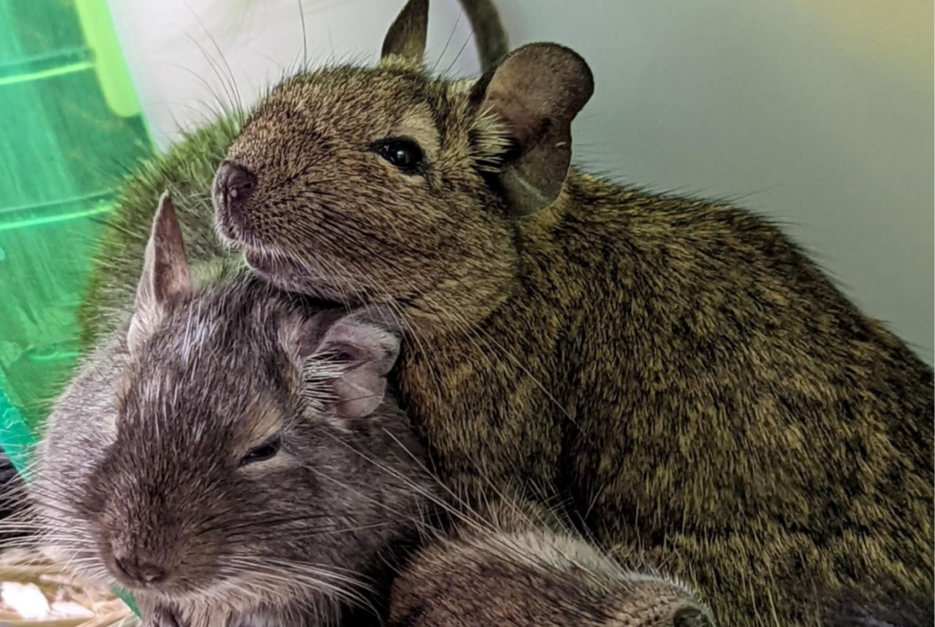 Degu – Utica Zoo