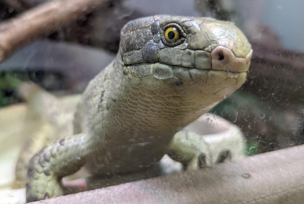 Prehensile Tailed Skink – Utica Zoo