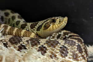 Western Hognose Snake – Utica Zoo