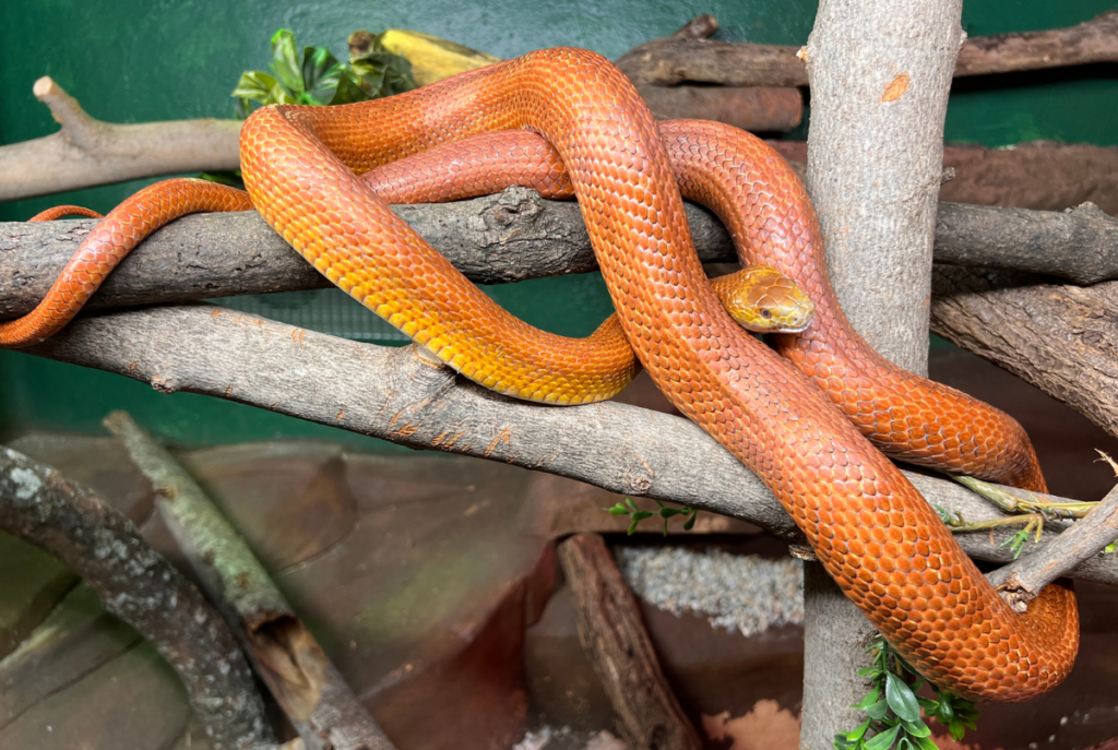 Everglades Rat Snake – Utica Zoo