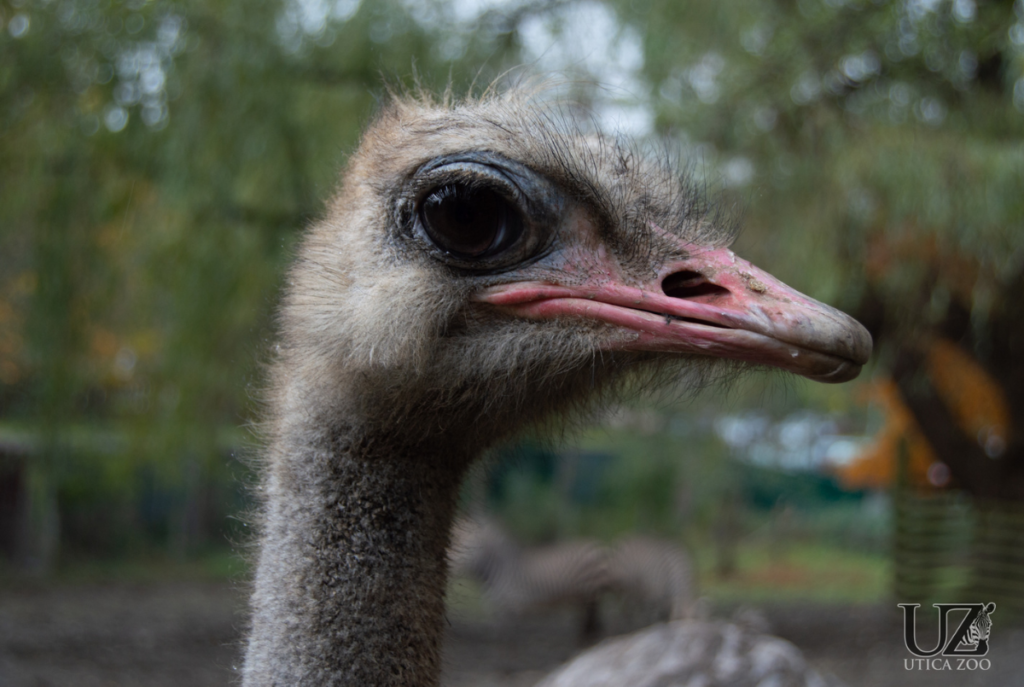 Common Ostrich – Utica Zoo