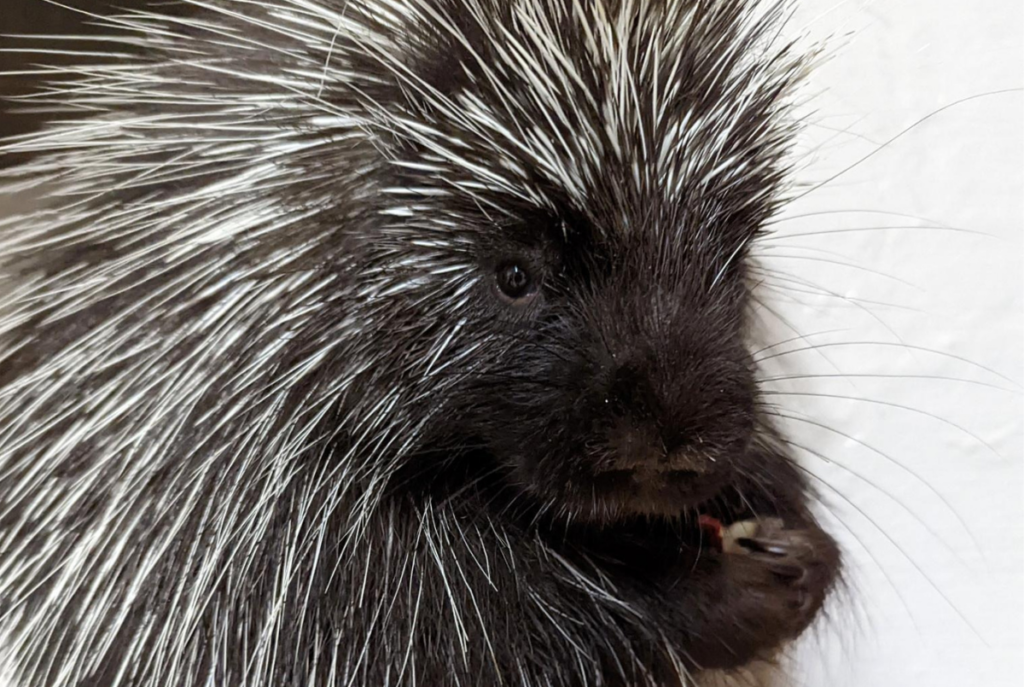 North American Porcupine – Utica Zoo