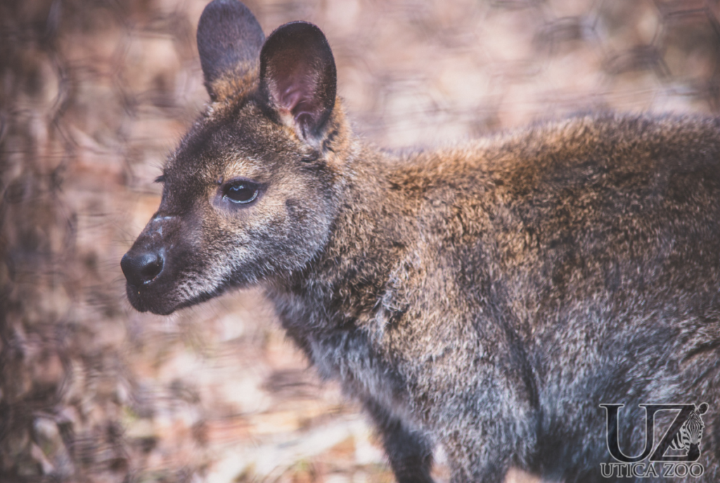 Bennett’s Wallaby – Utica Zoo
