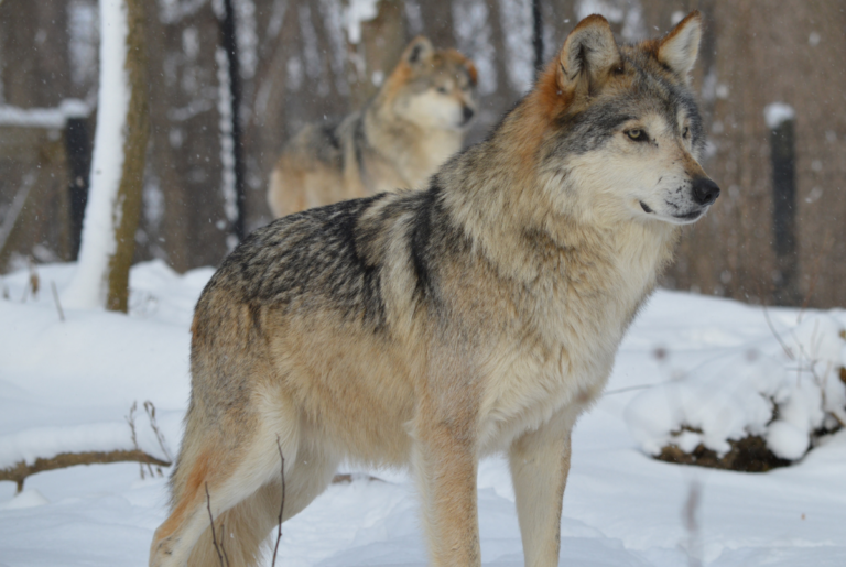 Mexican Wolf – Utica Zoo