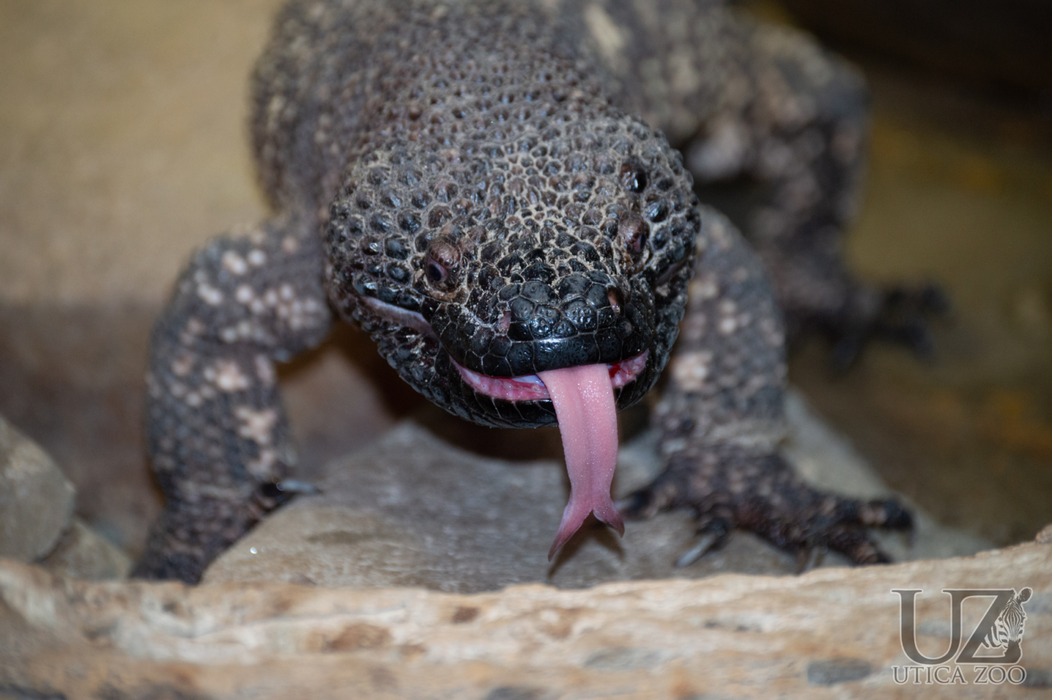 Mexican Beaded Lizard – Utica Zoo