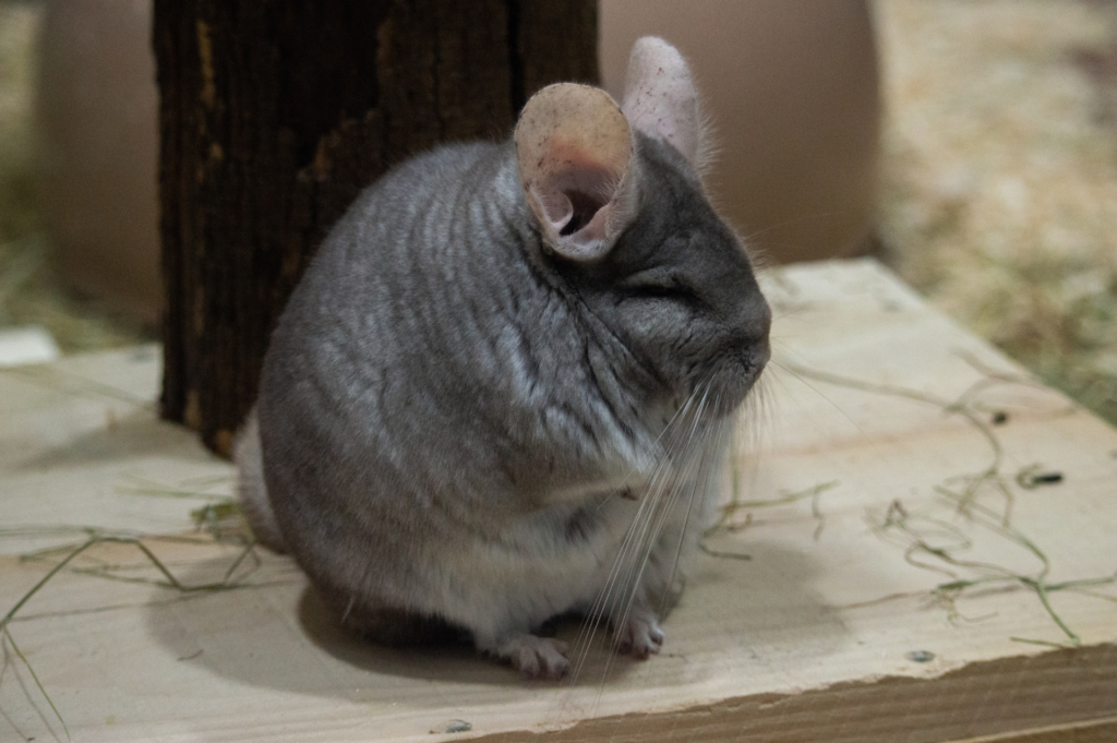 Chinchilla – Utica Zoo