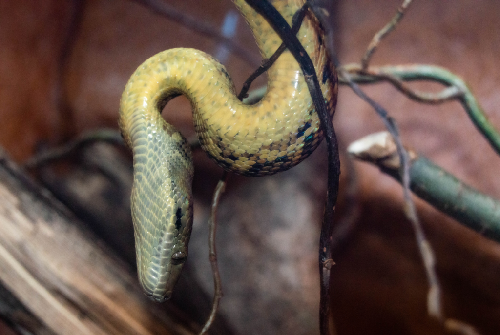 Jamaican Boa – Utica Zoo