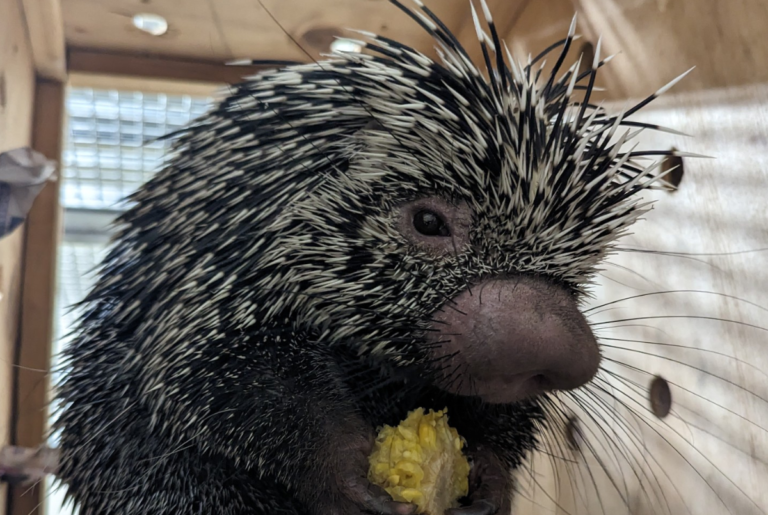 Prehensile-Tailed Porcupine – Utica Zoo