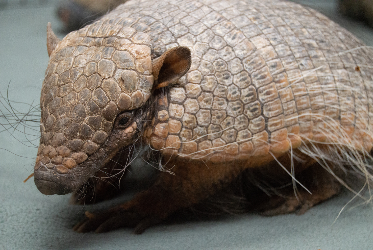 Six-Banded Armadillo – Utica Zoo