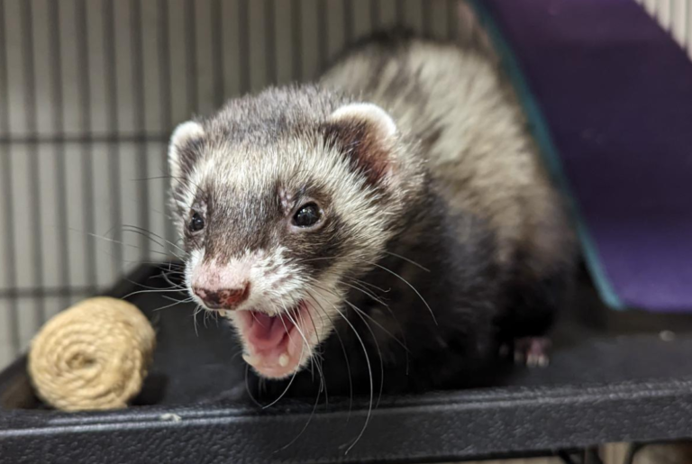 European Ferret – Utica Zoo