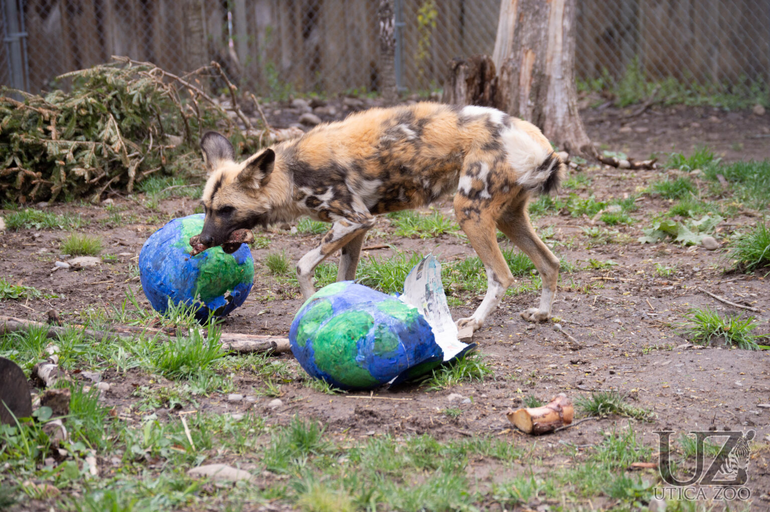 Animal Enrichment Internship – Utica Zoo