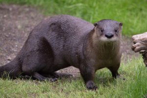 River Otter – Utica Zoo