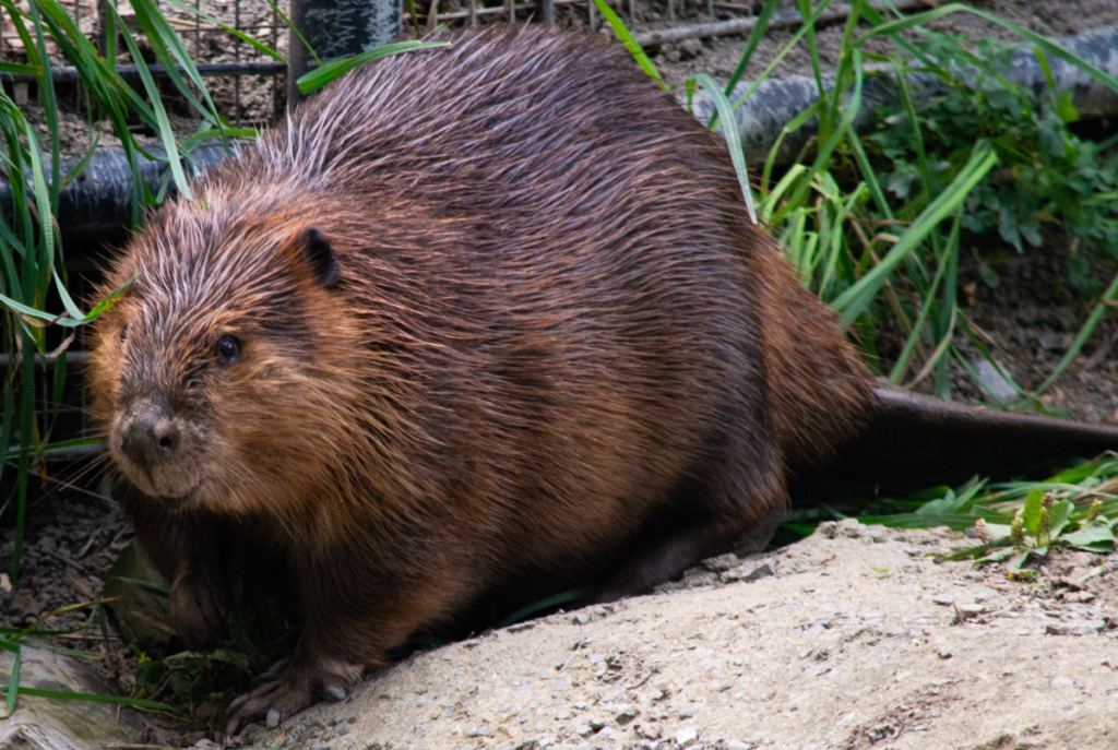 Beaver – Utica Zoo