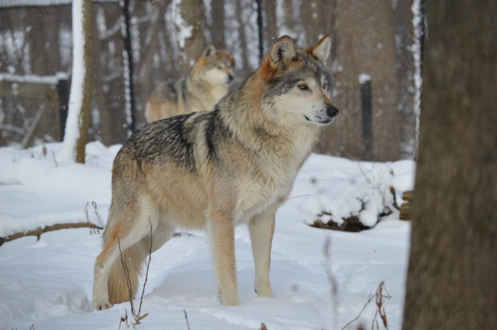 AZA Accreditation – Utica Zoo