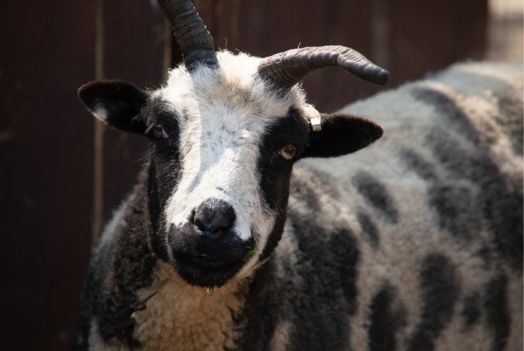 Jacob Sheep – Utica Zoo