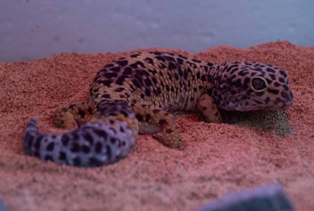 Leopard Gecko – Utica Zoo